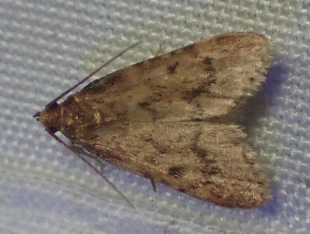 Pink-masked Pyralid Moth in July 2022 by Angus Mossman. At blacklight ...