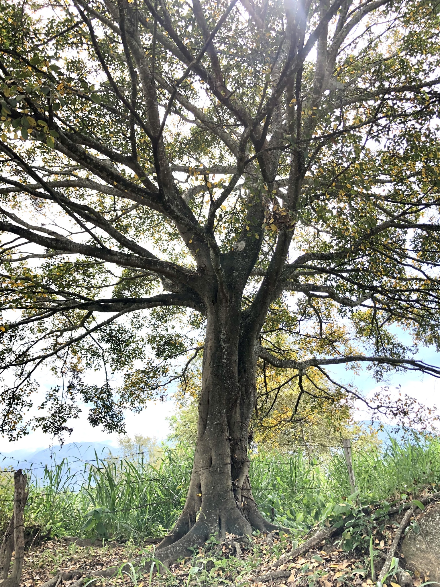 Ficus insipida Willd.