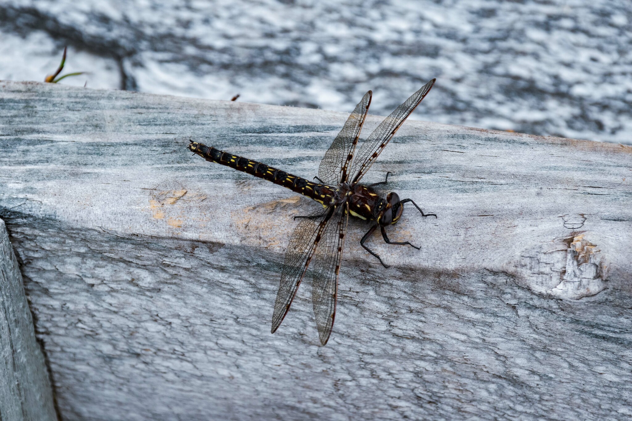 Austropetaliidae