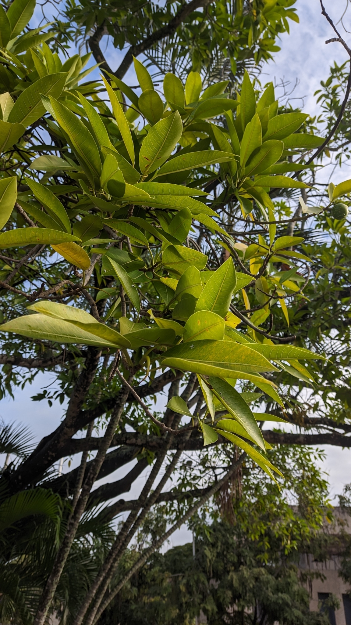 Ficus insipida Willd.