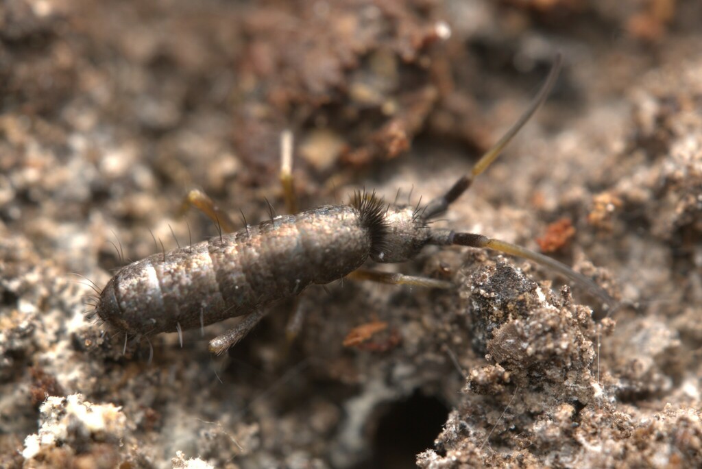 Tomocerinae from New Castle County, DE, USA on February 11, 2023 at 01: ...