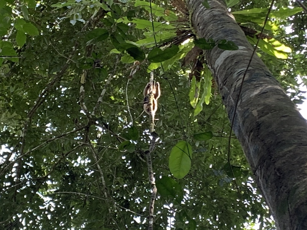 Northern Tamandua from Corcovado National Park, Osa, Puntarenas, CR on ...