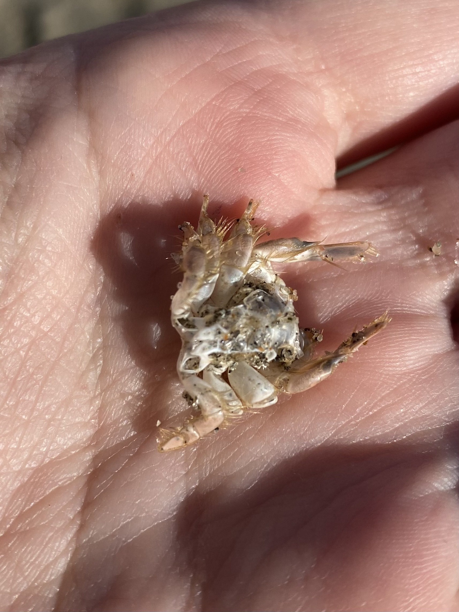 Emerita analoga (Stimpson, 1857)