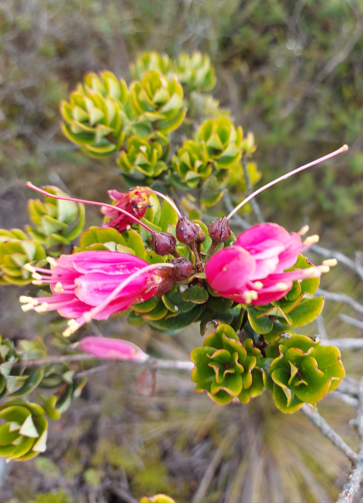 Bejaria resinosa Mutis ex L.fil.