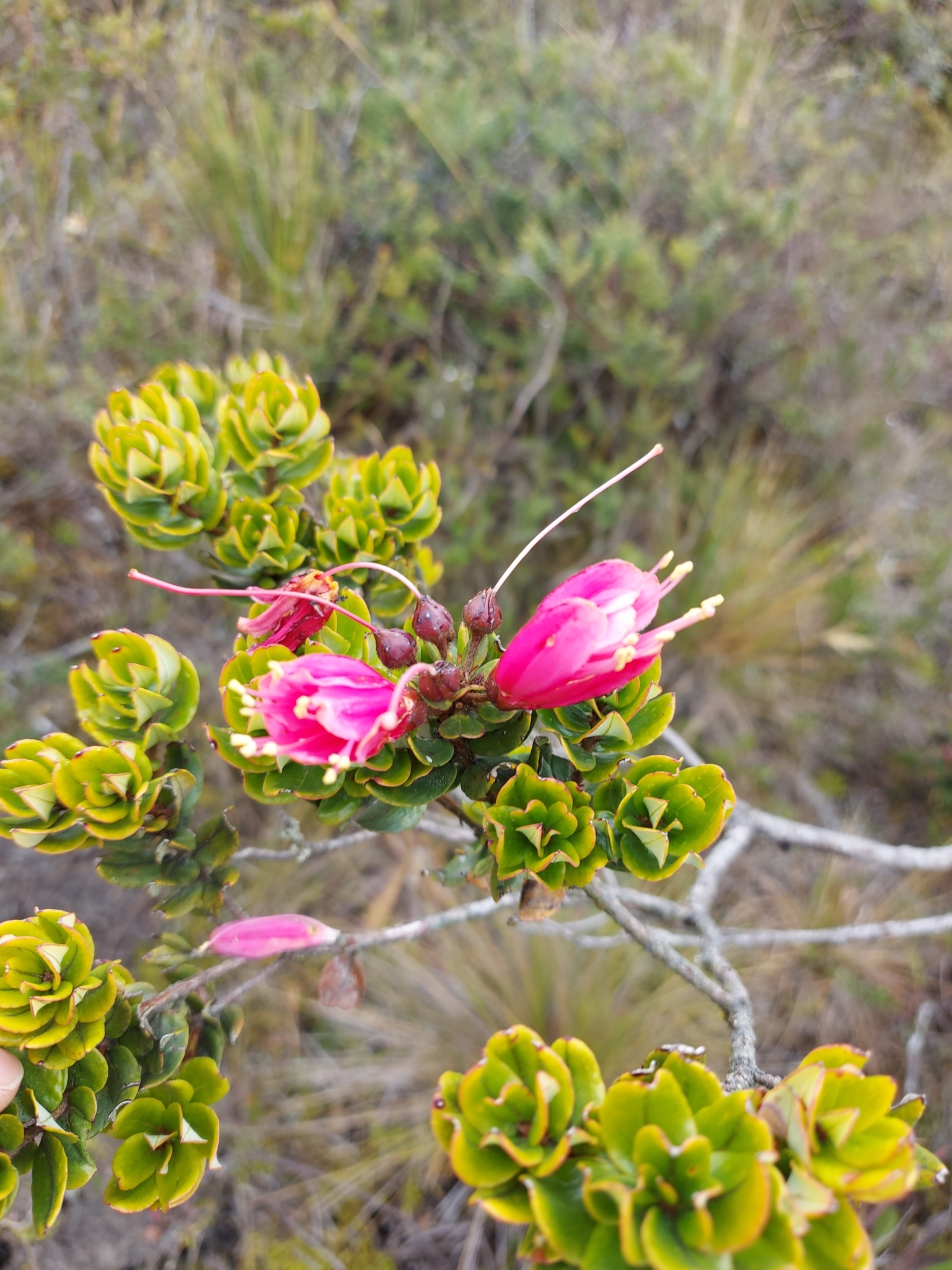 Bejaria resinosa Mutis ex L.fil.