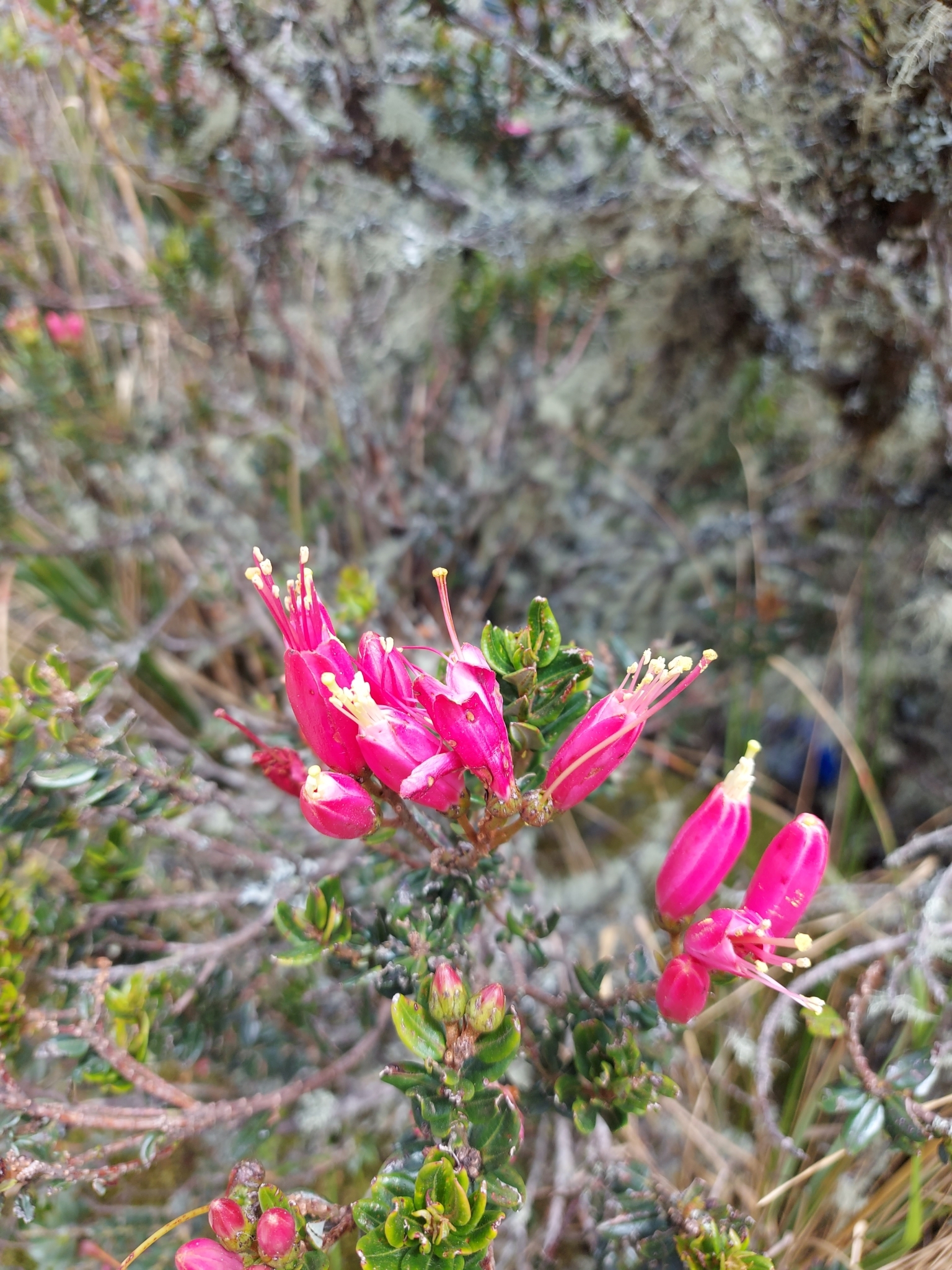 Bejaria resinosa Mutis ex L.fil.