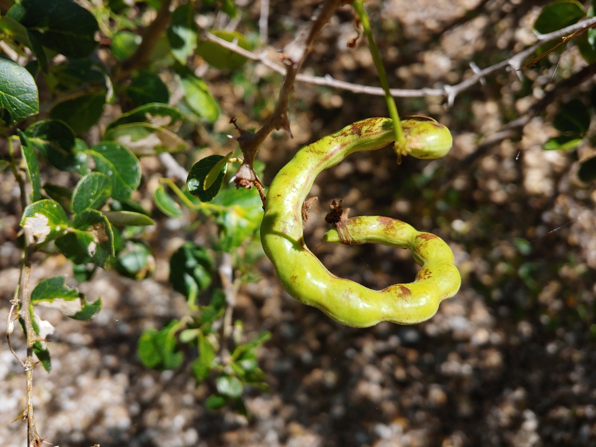 Pithecellobium unguis-cati (L.) Benth.