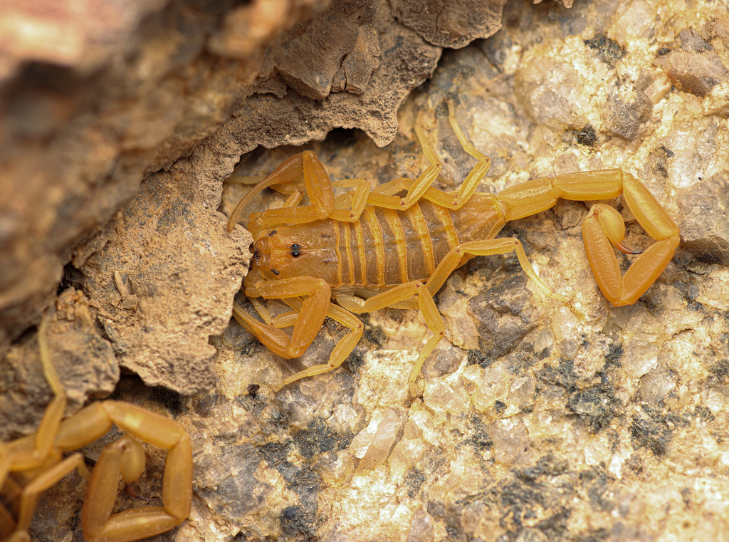 Arizona Bark Scorpion from Tonto National Forest, Rio Verde, AZ, US on ...