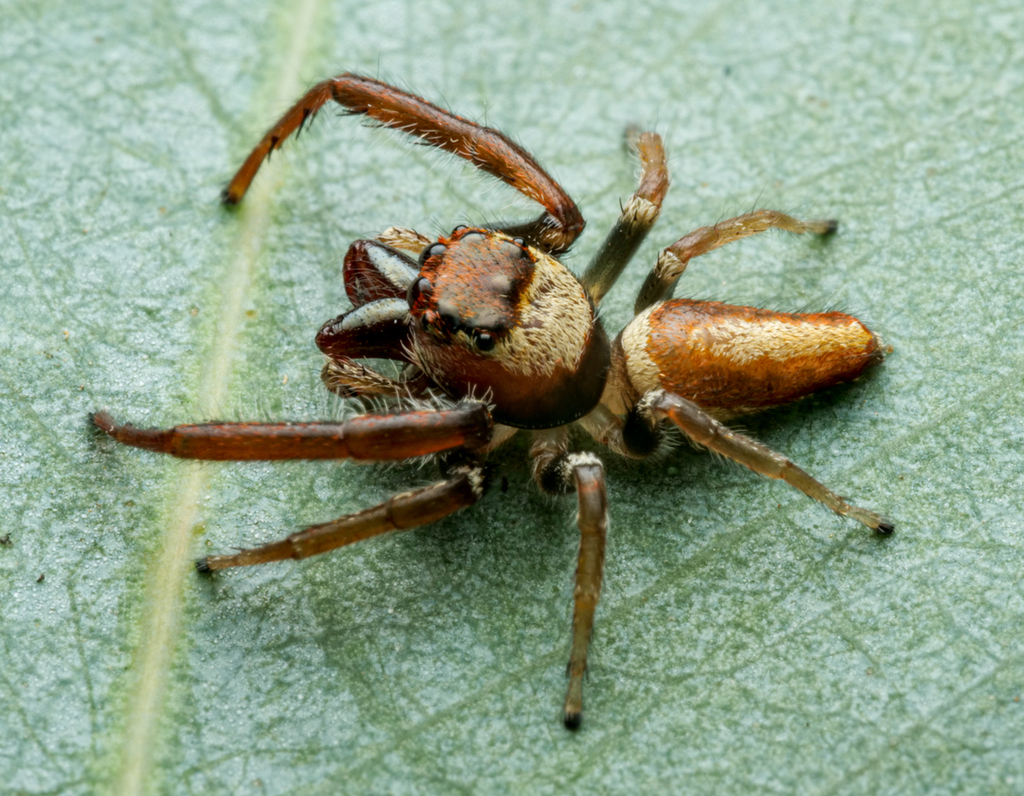 Garden Jumping Spiders from Greenlands QLD 4380, Australia on February ...
