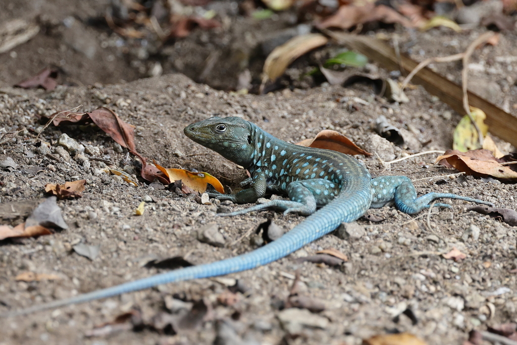 Aruba Whiptail from Palm Beach, Aruba on February 12, 2023 at 02:43 PM ...