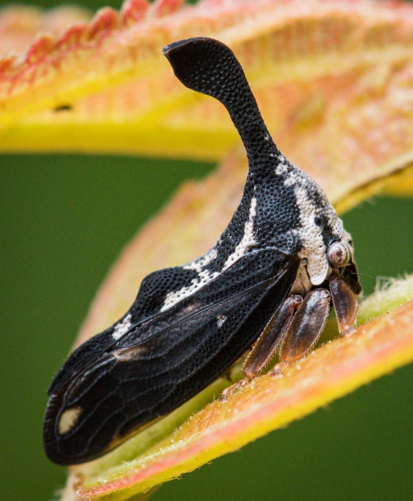 Cladonota machinula from San Miguel de los Bancos, Pichincha, Ecuador ...