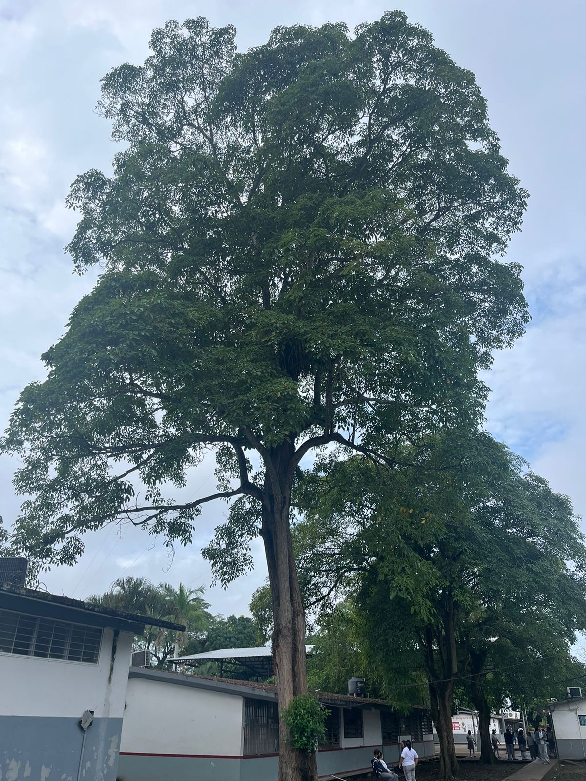 Tabebuia rosea (Bertol.) DC.
