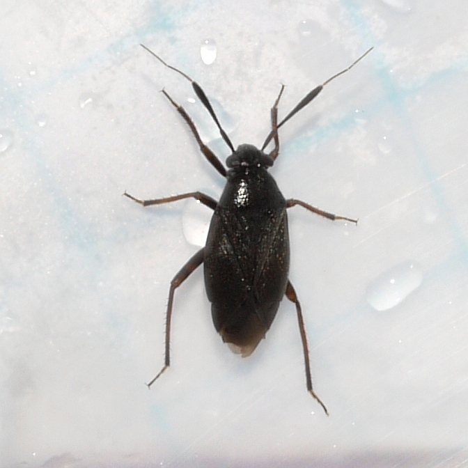 Capsus from Cross Plains, WI 53528, USA on June 6, 2010 at 06:47 PM by ...