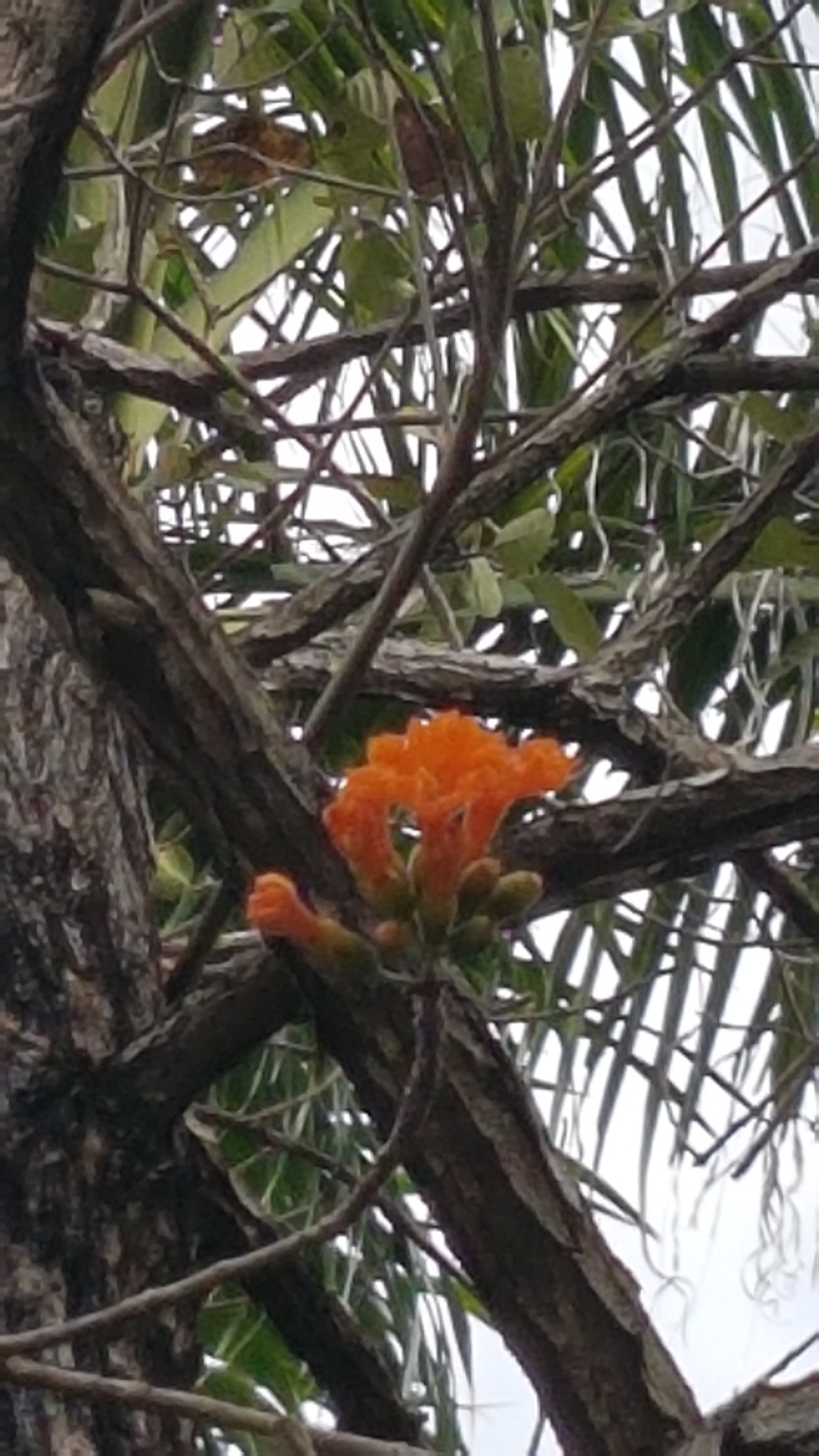 Cordia dodecandra DC.
