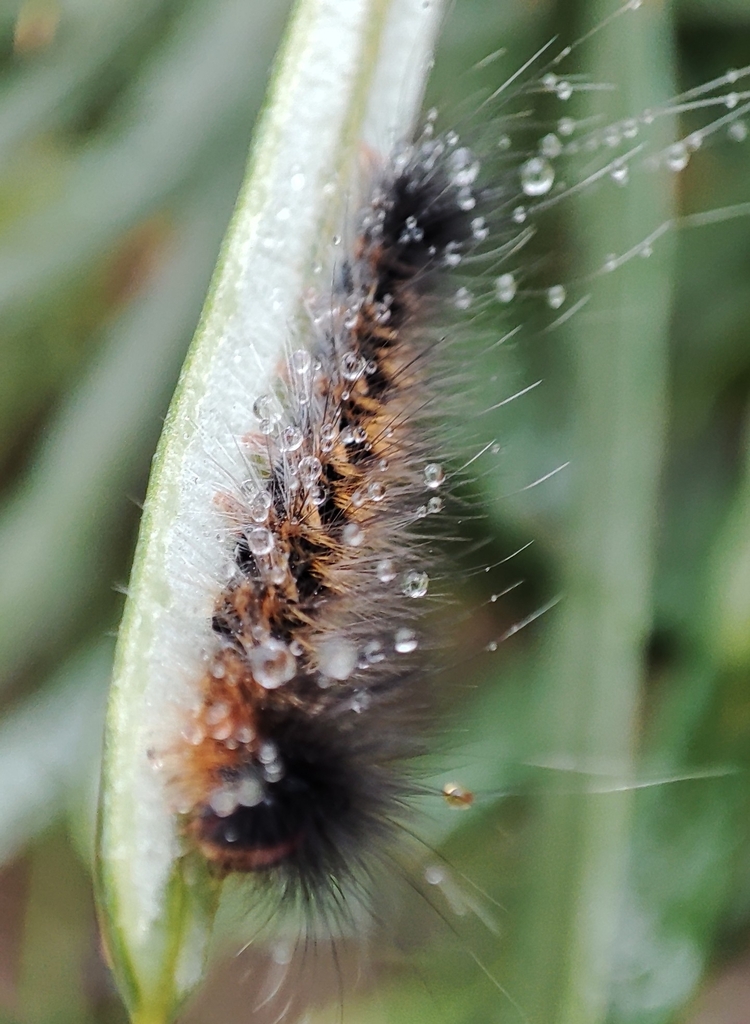 Insects from Cliff View Lookout, Cliff Dr, Katoomba NSW 2780, Australia ...