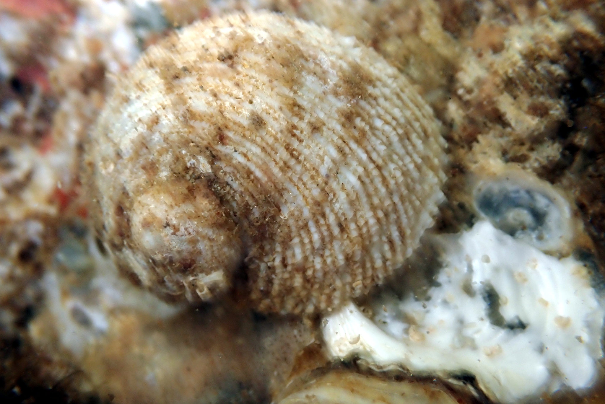 Granata imbricata (Lamarck, 1816)