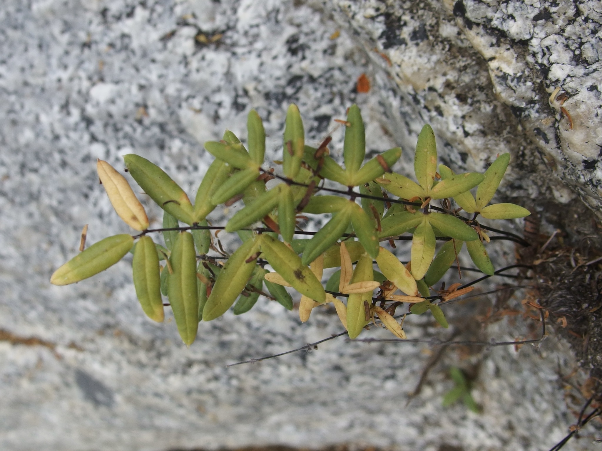 Pellaea ternifolia (Cav.) Link