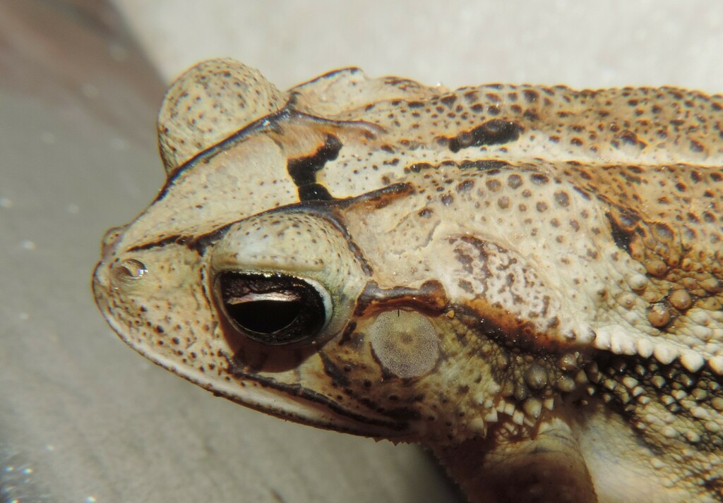 Central American Gulf Coast Toad from Villanueva, Honduras on February ...