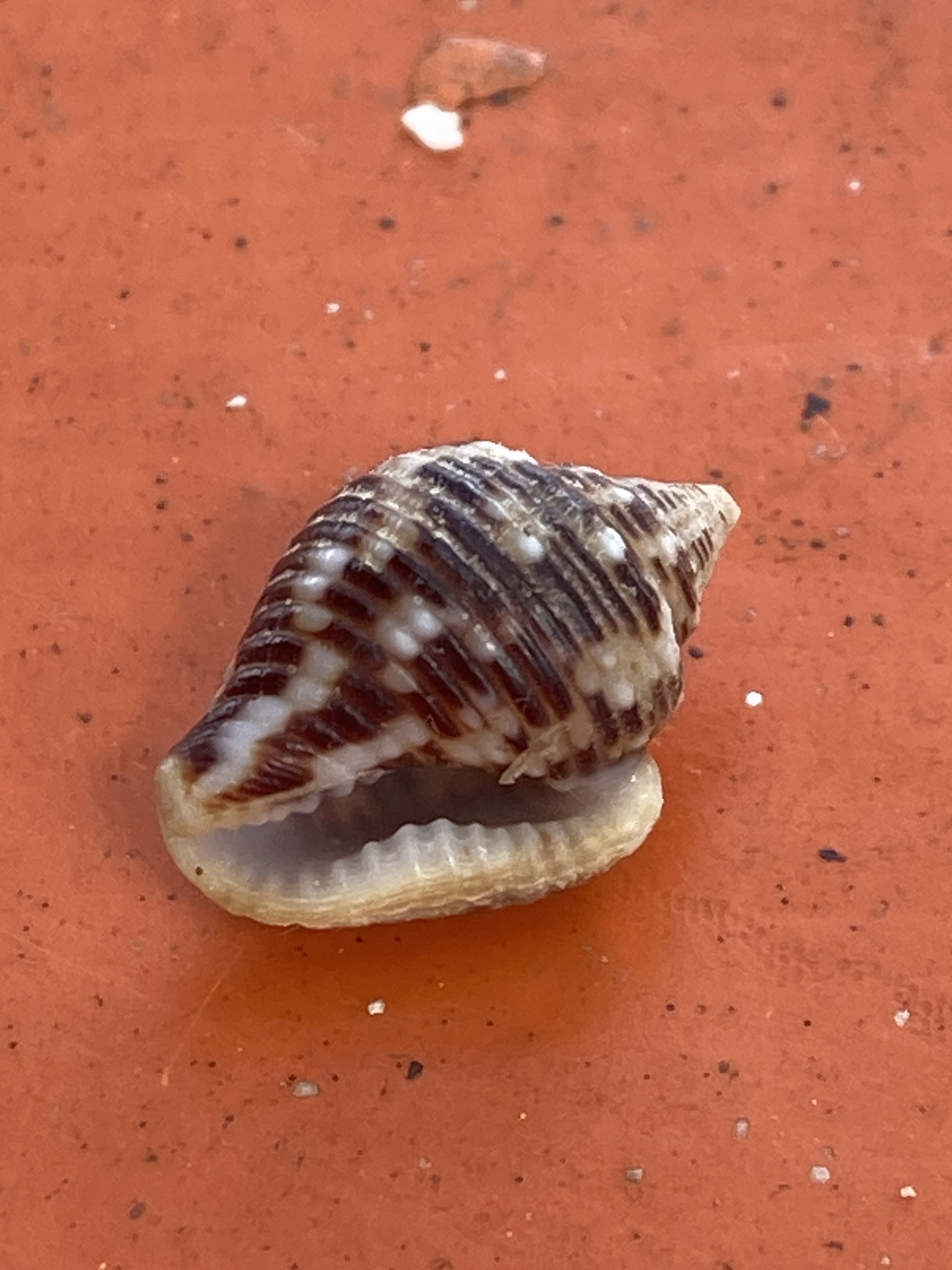 Columbella mercatoria (Linnaeus, 1758)