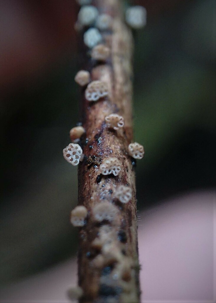 Favolaschia in February 2023 by Juan Carlos Mejia · iNaturalist