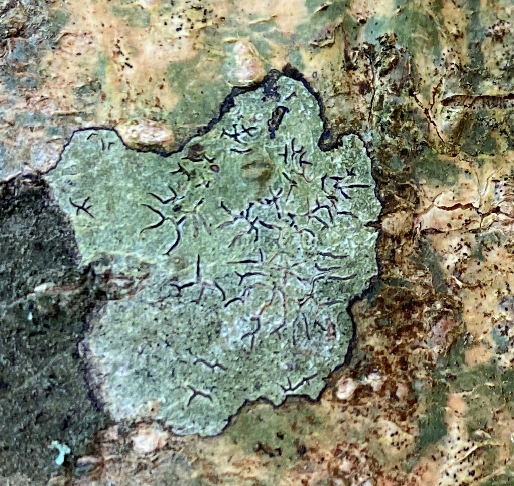 Common Script Lichen from Wicomico County, MD, USA on February 11, 2023 ...