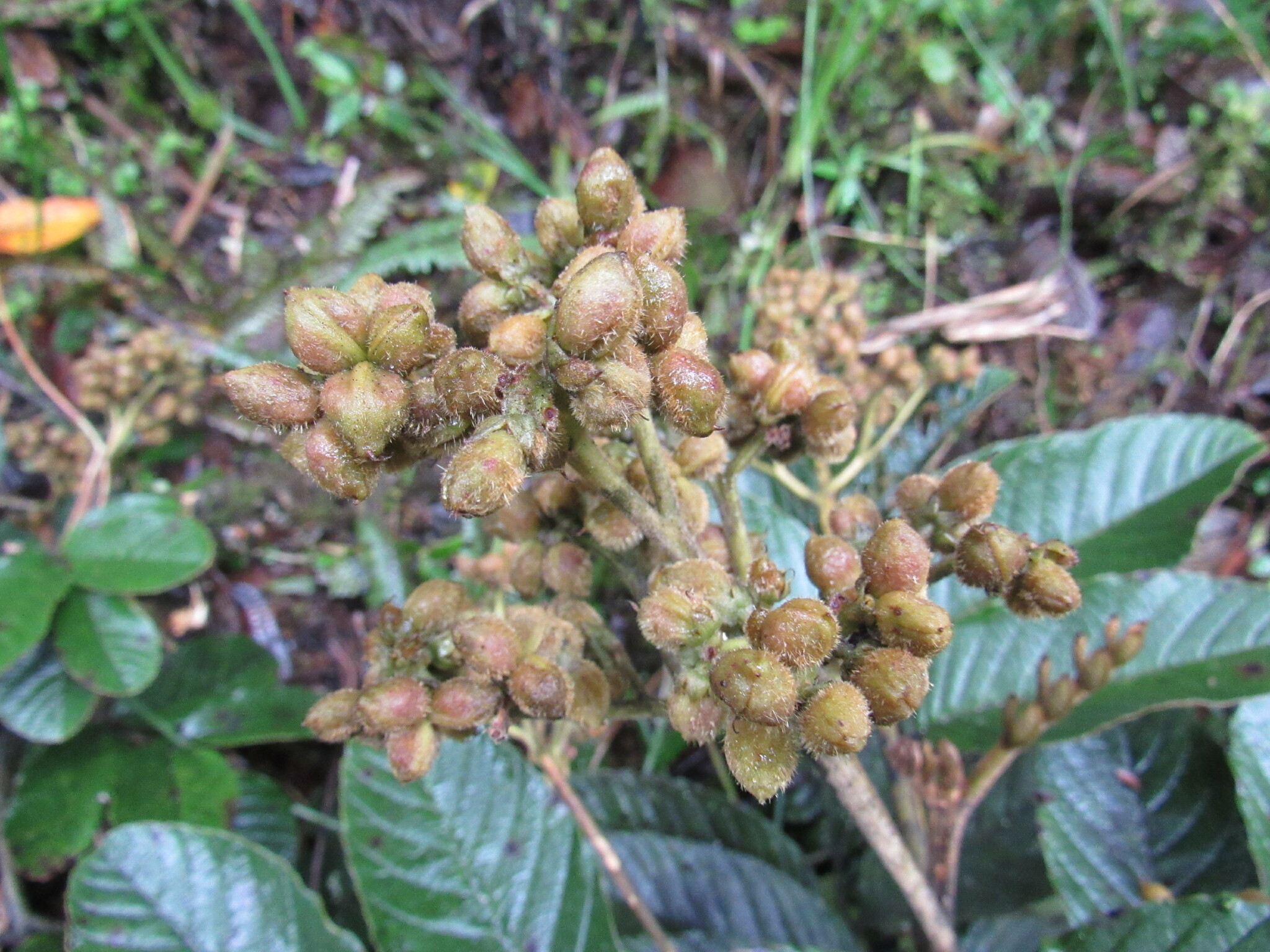 Brunellia propinqua Kunth