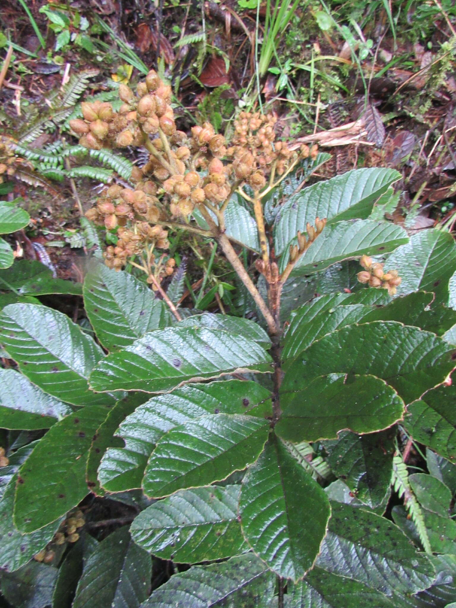Brunellia Ruiz & Pav.