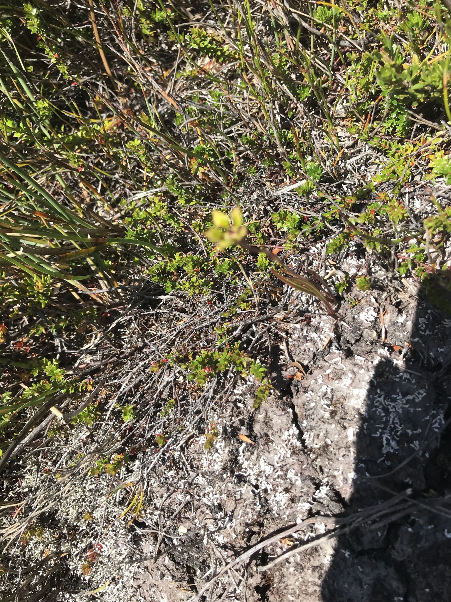 Campynema lineare Labill.