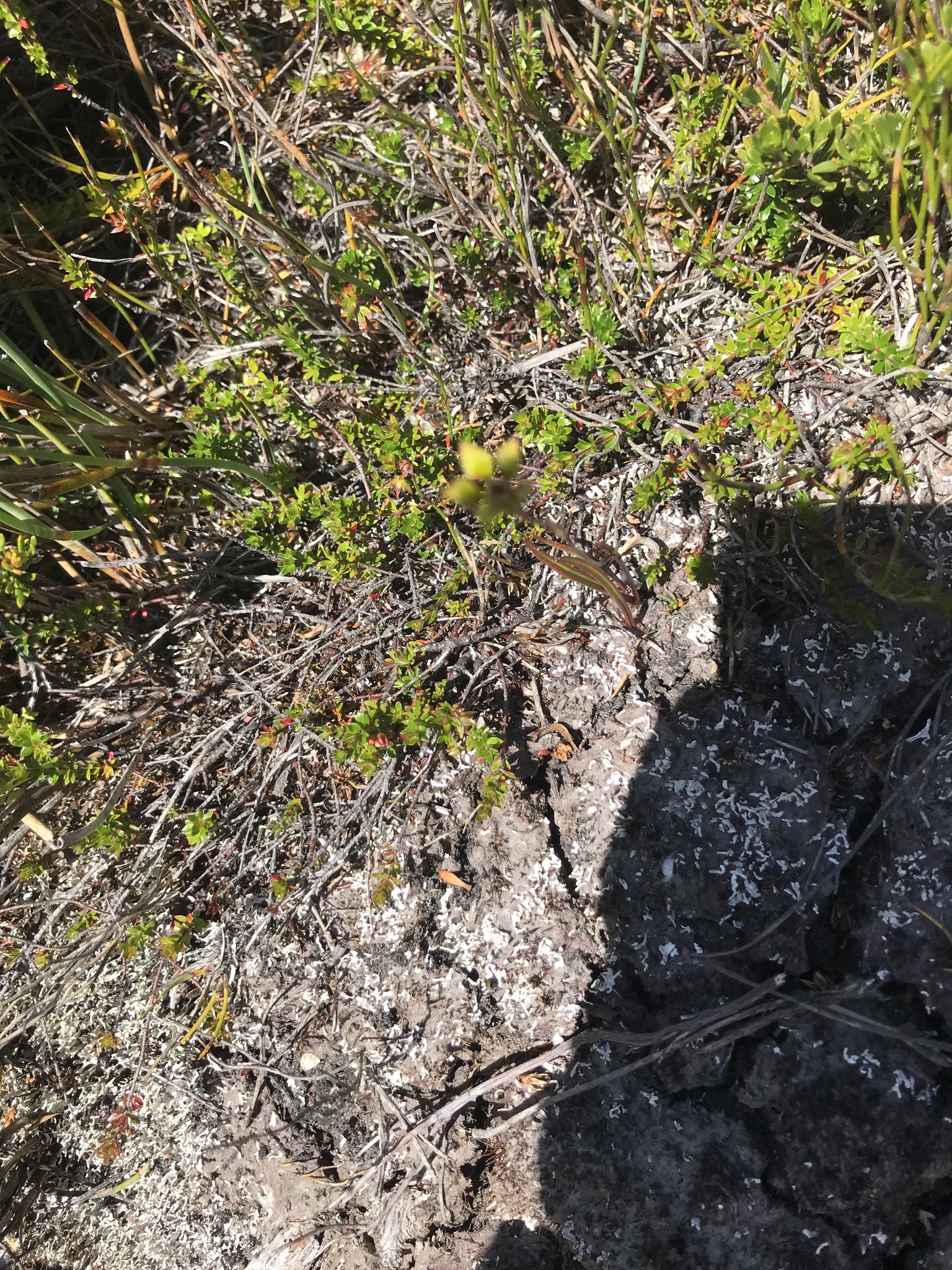 Campynema lineare Labill.