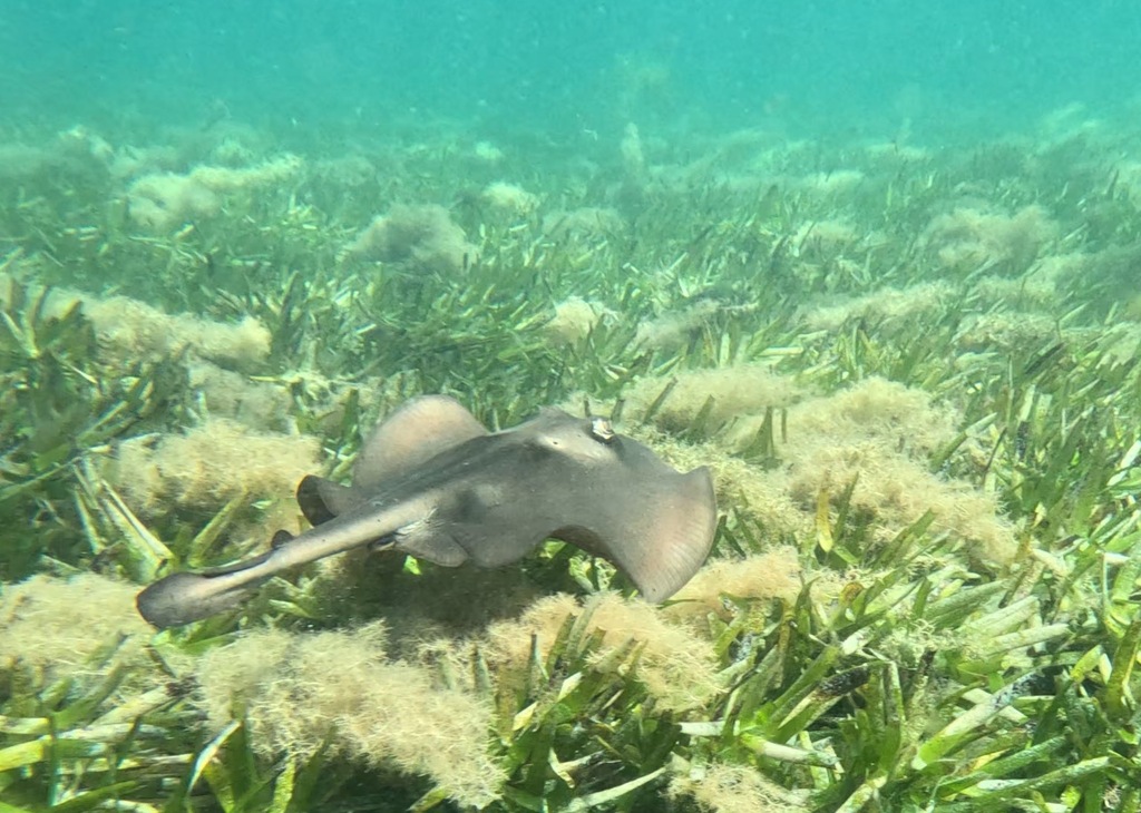 Striped Stingaree from Cockburn, WA, Australia on January 31, 2023 at ...
