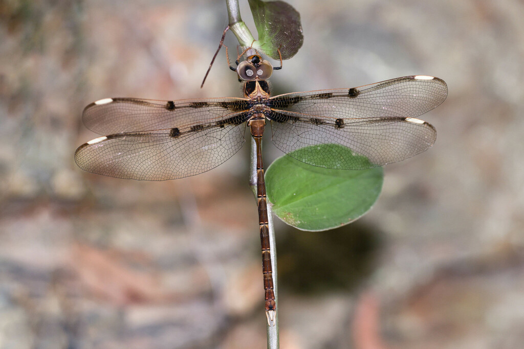 Northern Evening Darner from South Pine River, Highvale QLD 4520 ...