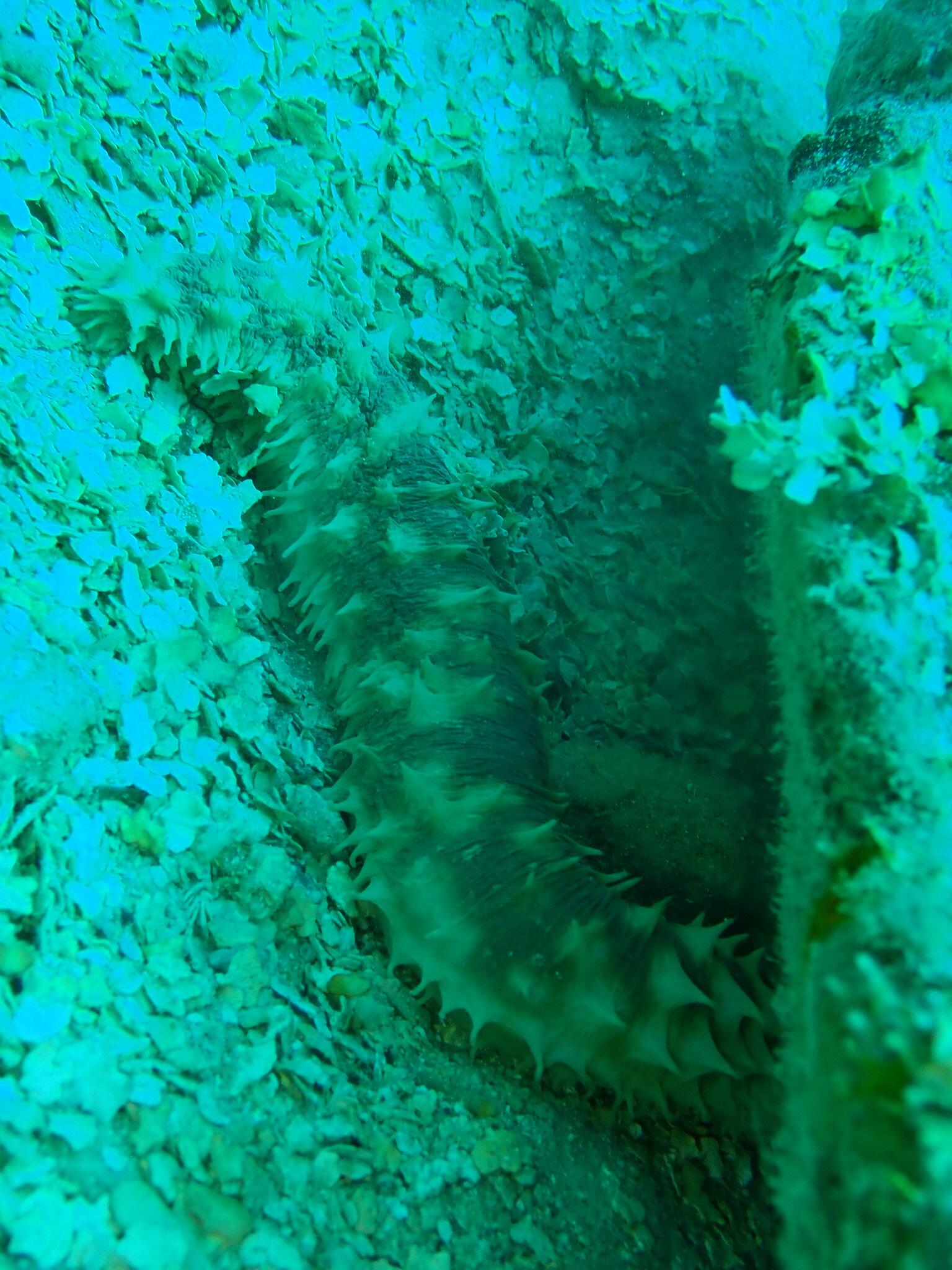 Holothuria hilla Lesson, 1830