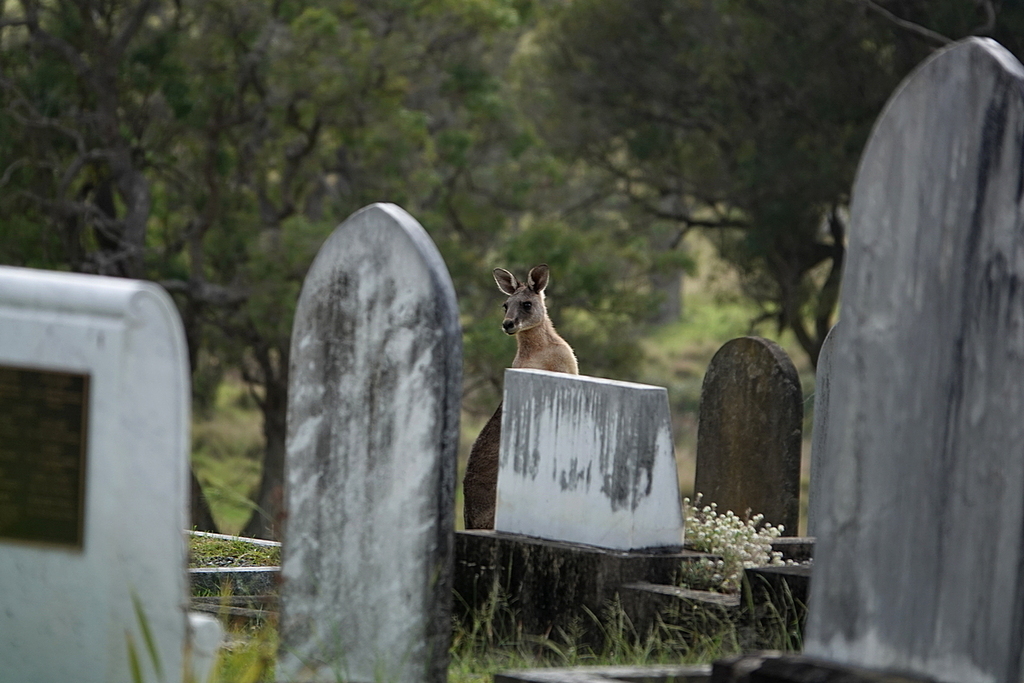 Eastern Grey Kangaroo from Bega NSW 2550, Australia on February 13 ...