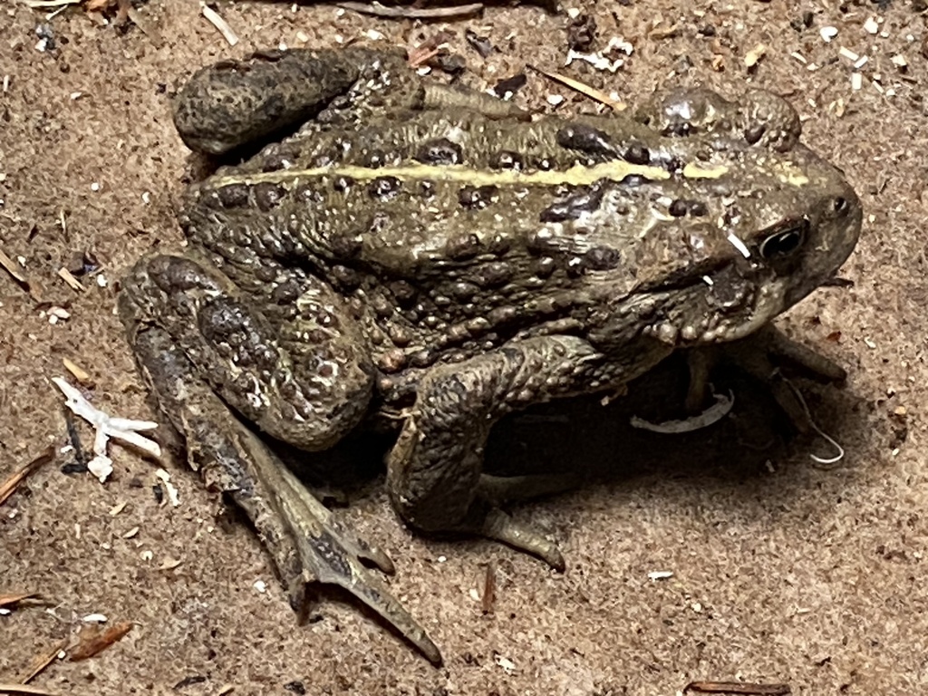 Western Toad from lasqueti island , BC, CA on February 12, 2023 at 02: ...