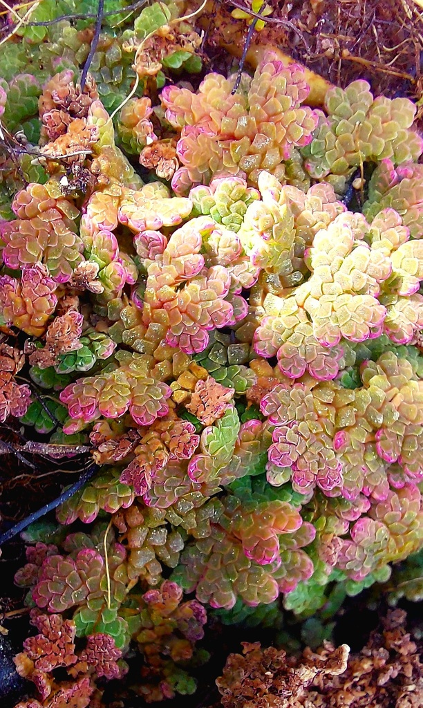 Red Azolla from Chatham Islands, Rekohu (Chatham Island), North Road ...