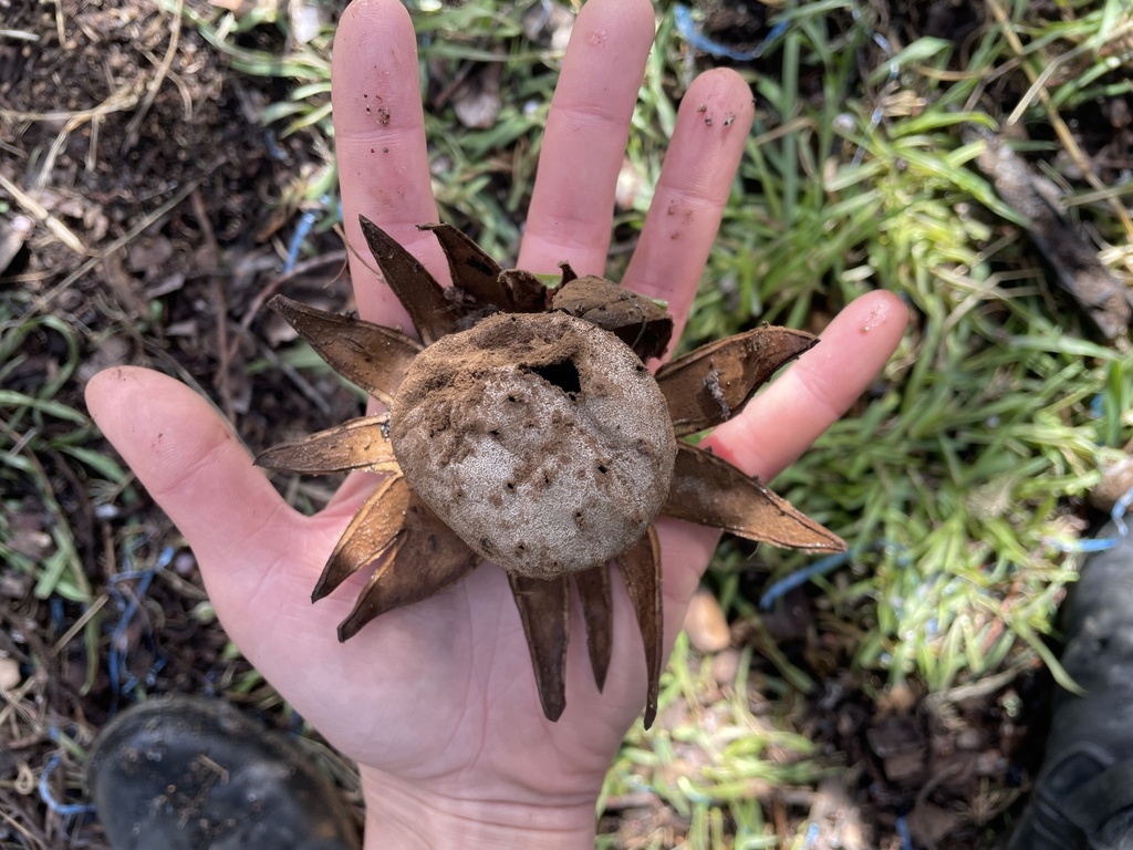 Agaricomycetes from Forbing Park, Prescott, AZ, US on January 19, 2023 ...