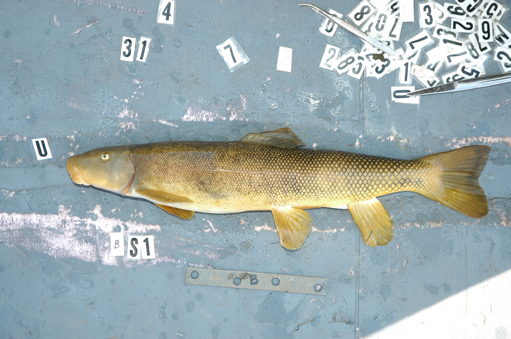 Green Sucker (Pantosteus virescens) - Marine Life Identification