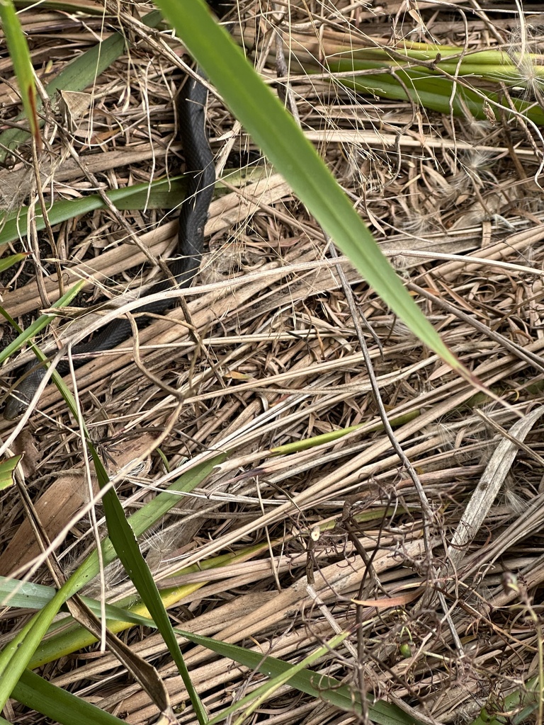 Black-bellied Swamp Snake from Saddlers Dr, Gillieston Heights, NSW, AU ...
