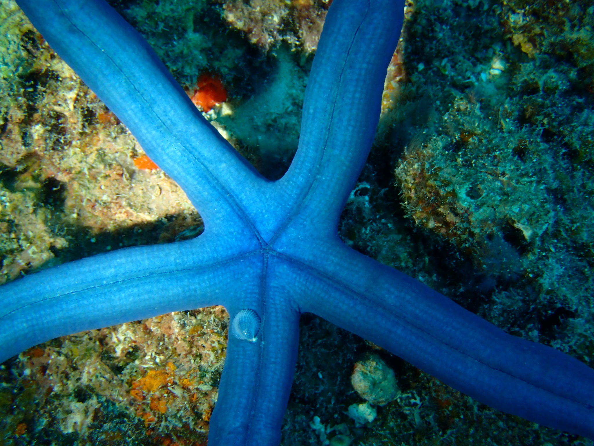 Linckia laevigata (Linnaeus, 1758)