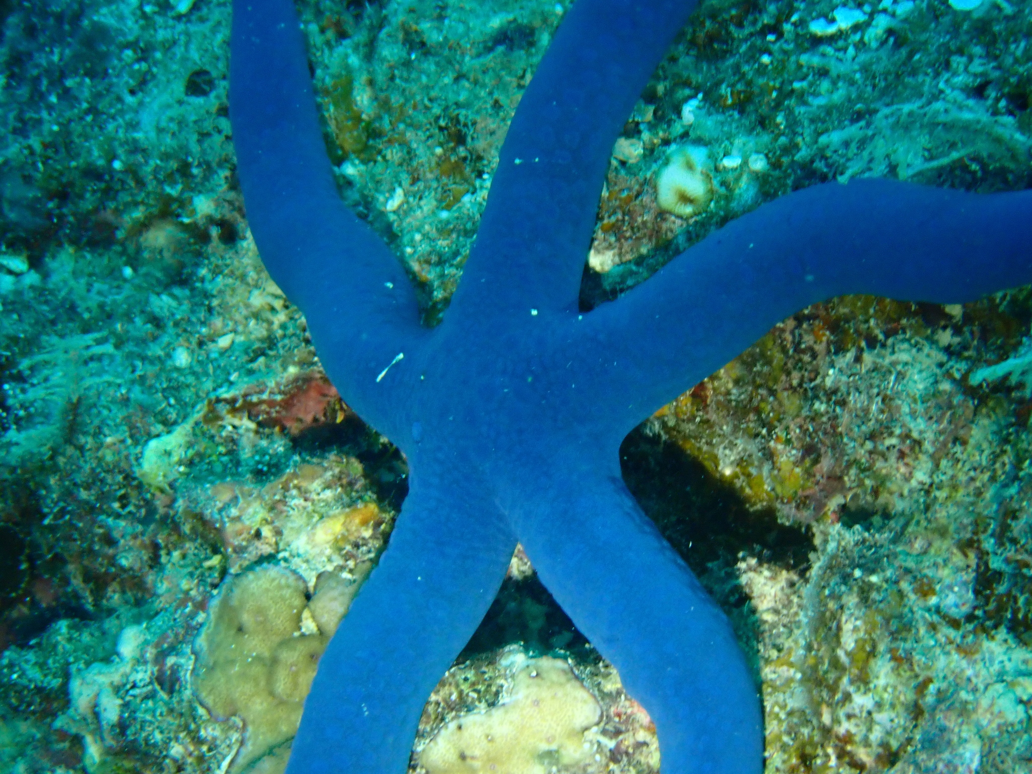 Linckia laevigata (Linnaeus, 1758)