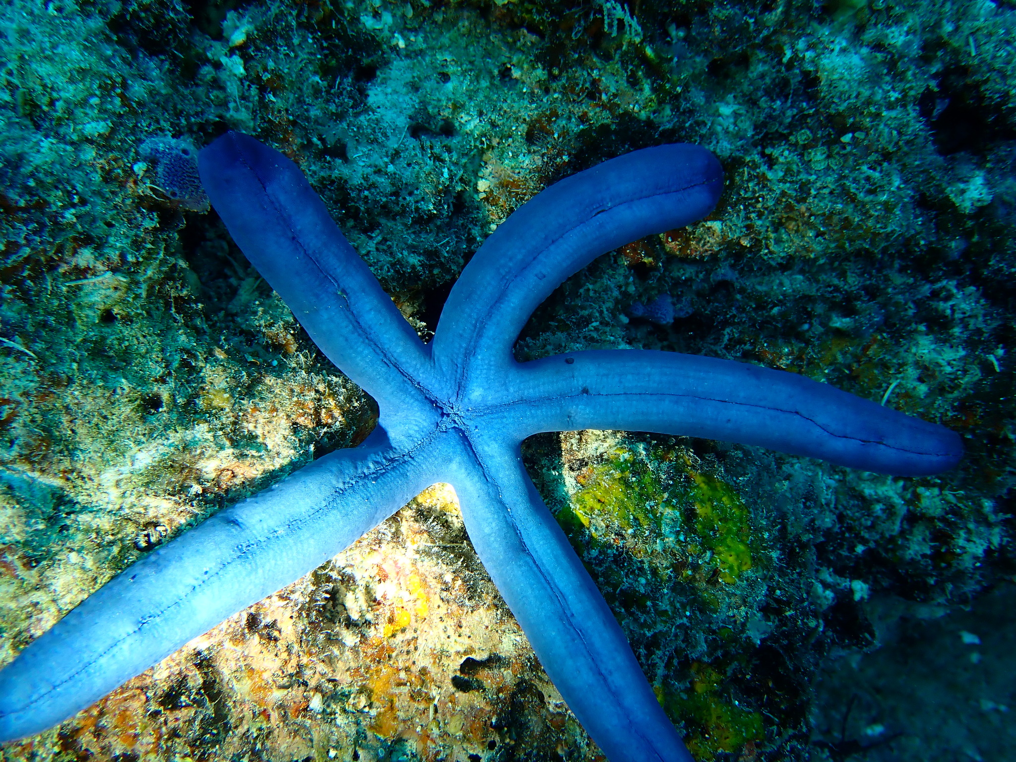 Linckia laevigata (Linnaeus, 1758)