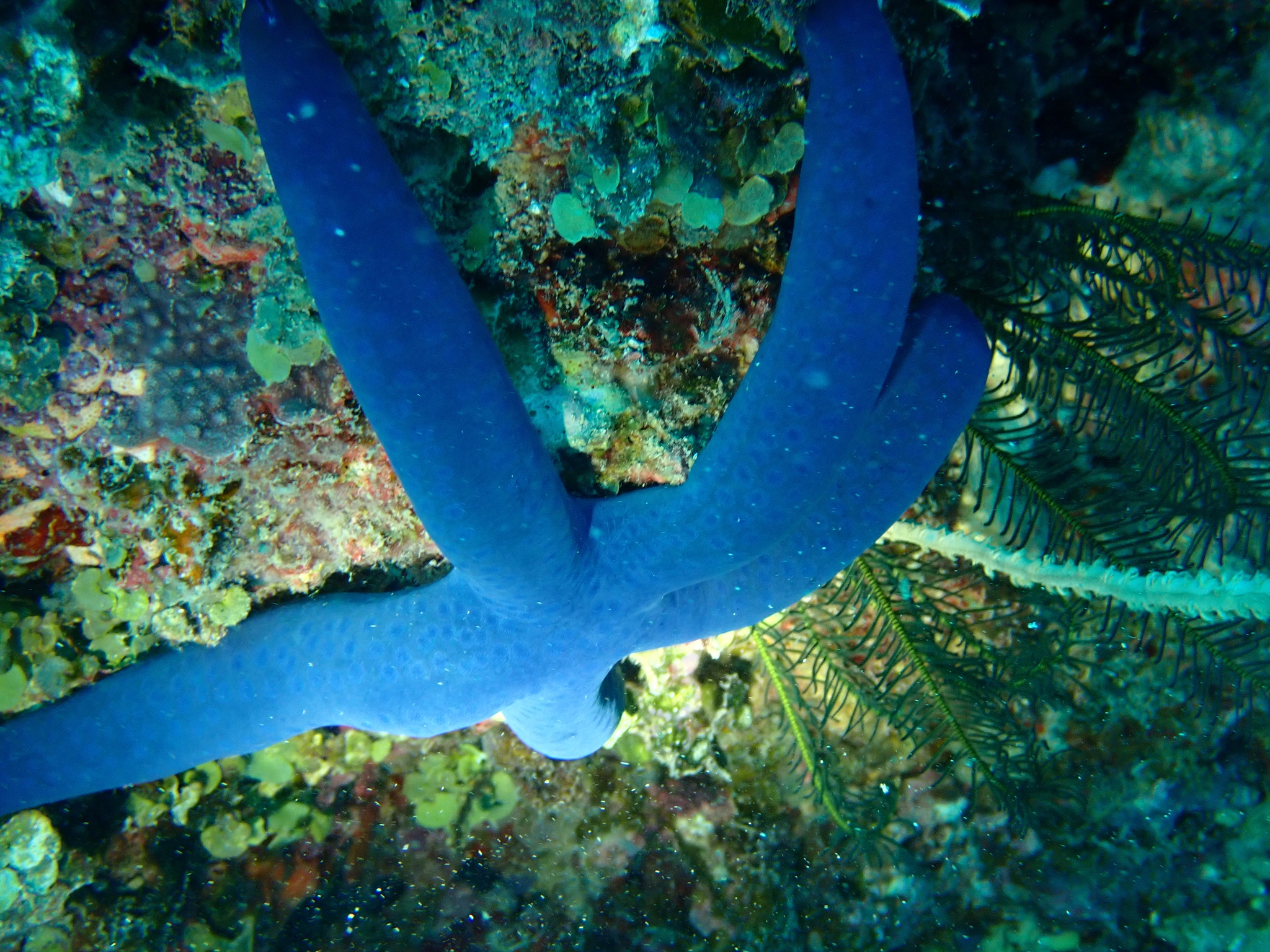 Linckia laevigata (Linnaeus, 1758)