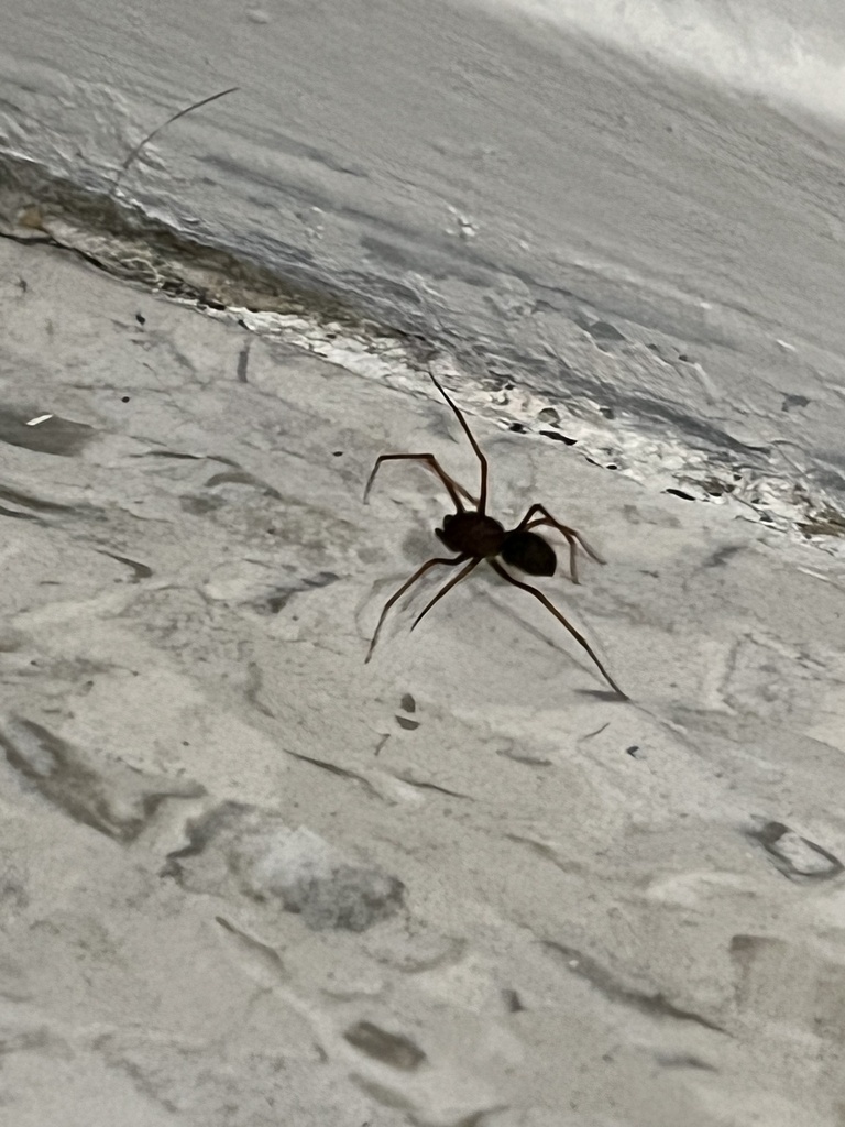 Brown Spitting Spider from University of Miami, Coral Gables, FL, US on ...