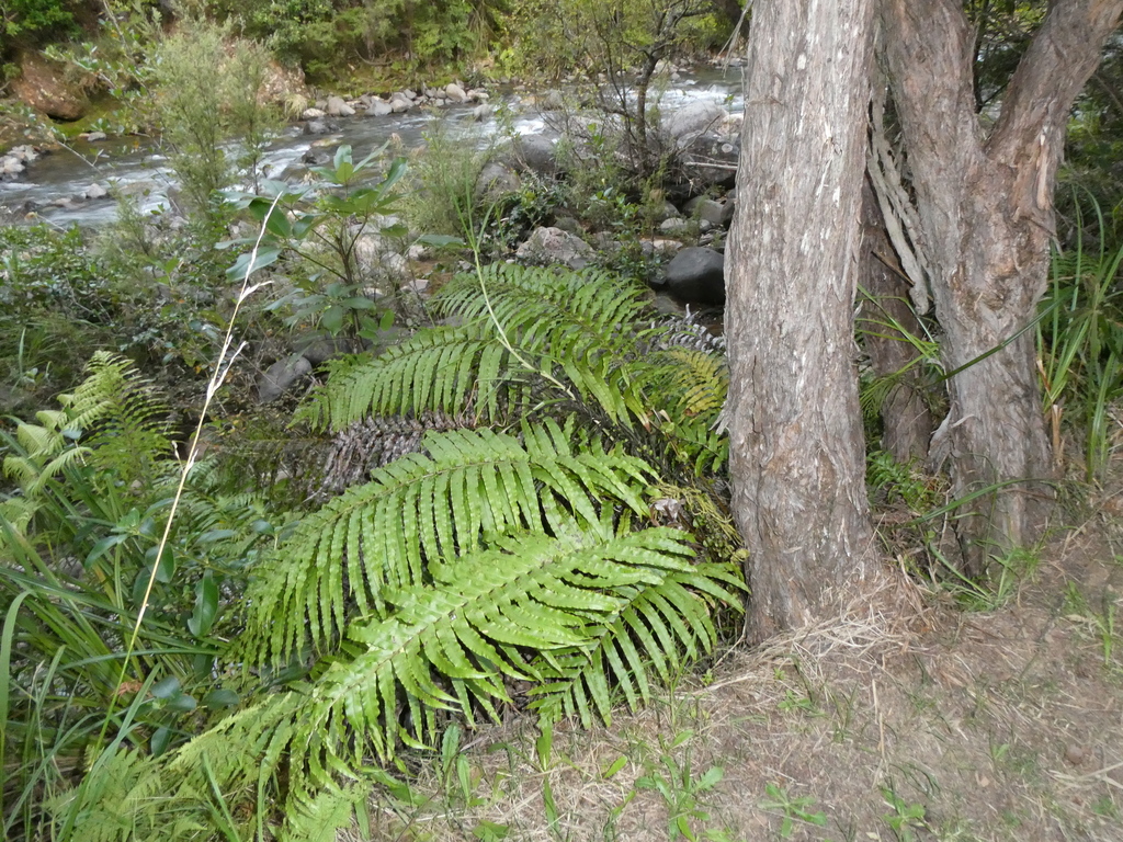 Kiokio from Te Puru, New Zealand on January 19, 2023 at 06:37 PM by ...