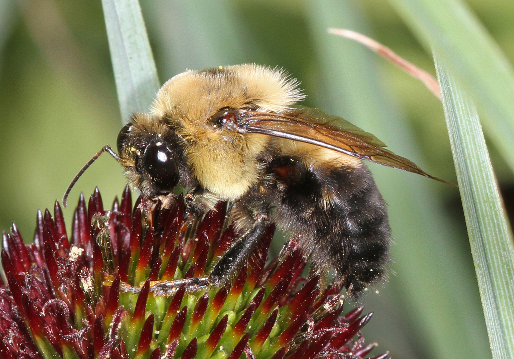 Brown-belted Bumble Bee in June 2012 by Ron Goetz. Male visiting ...