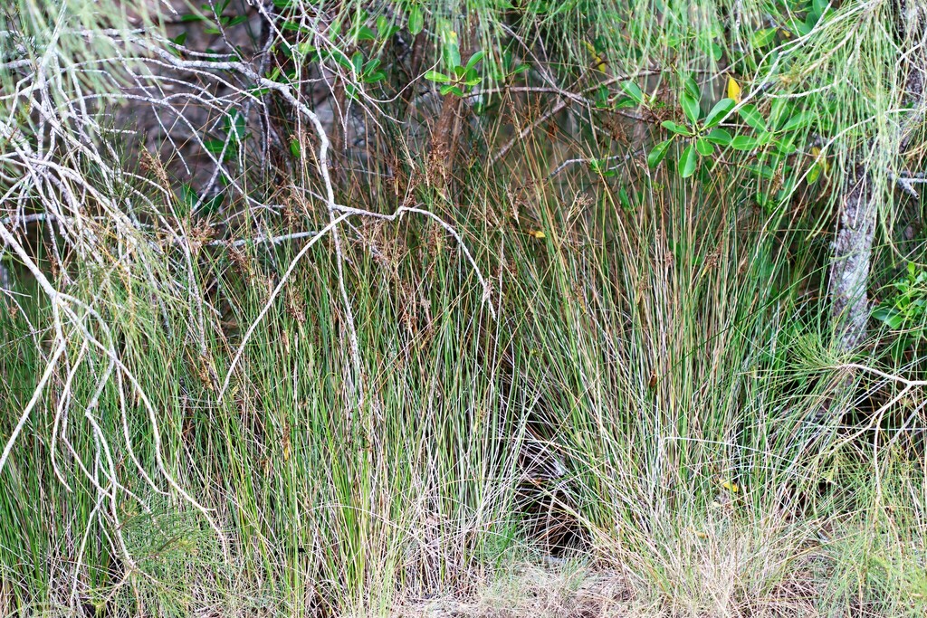 Tussock Swamp Twig Rush from Poona Creek Mudflat, Poona, QLD 4650 ...
