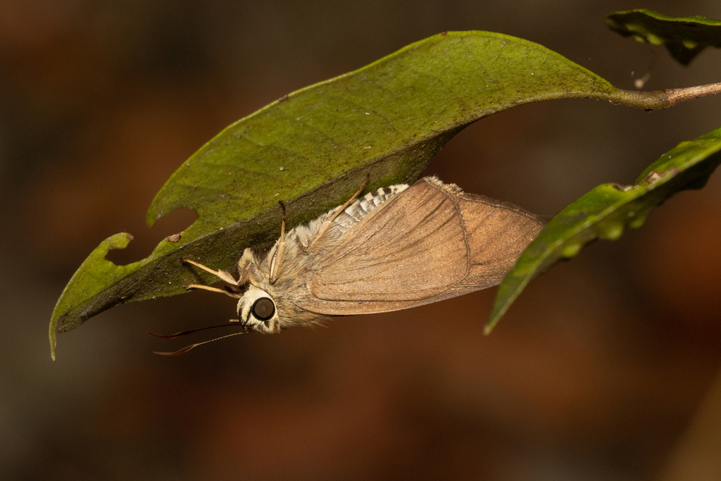 Brown Awl from Cedar Creek, Bellbird Grove on February 12, 2023 at 12: ...