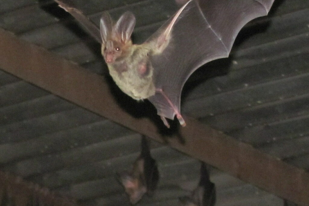 Greater False Vampire Bat (Lyroderma lyra) - Know Your Mammals