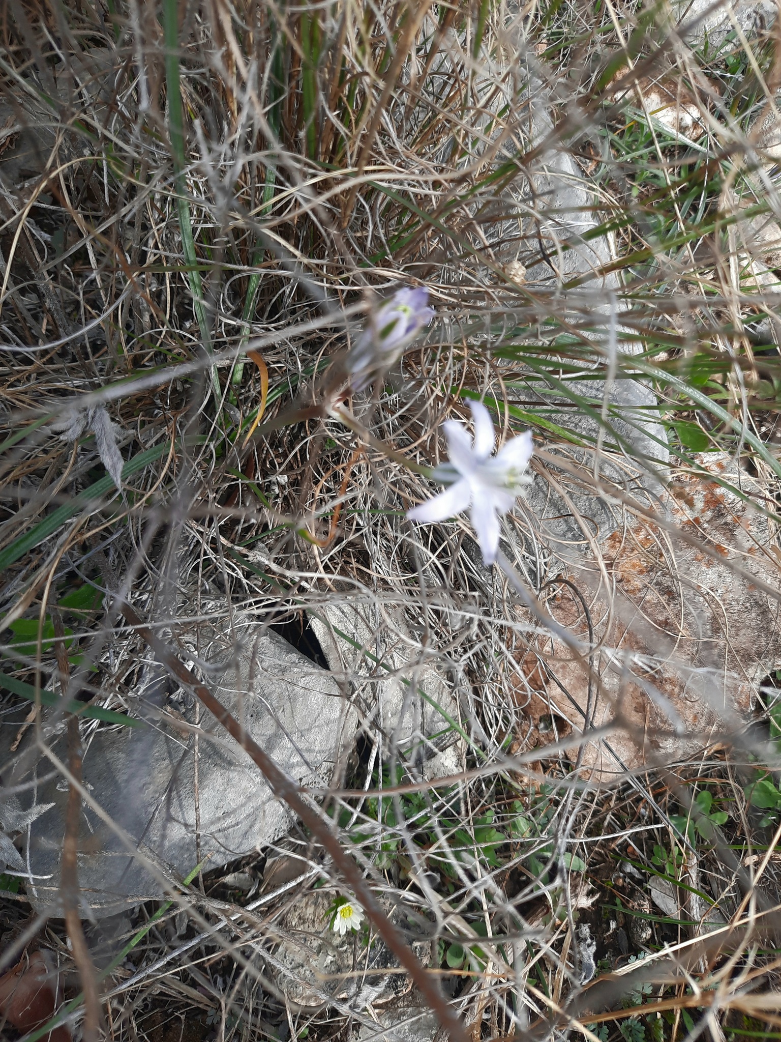 Androstephium coeruleum (Scheele) Greene