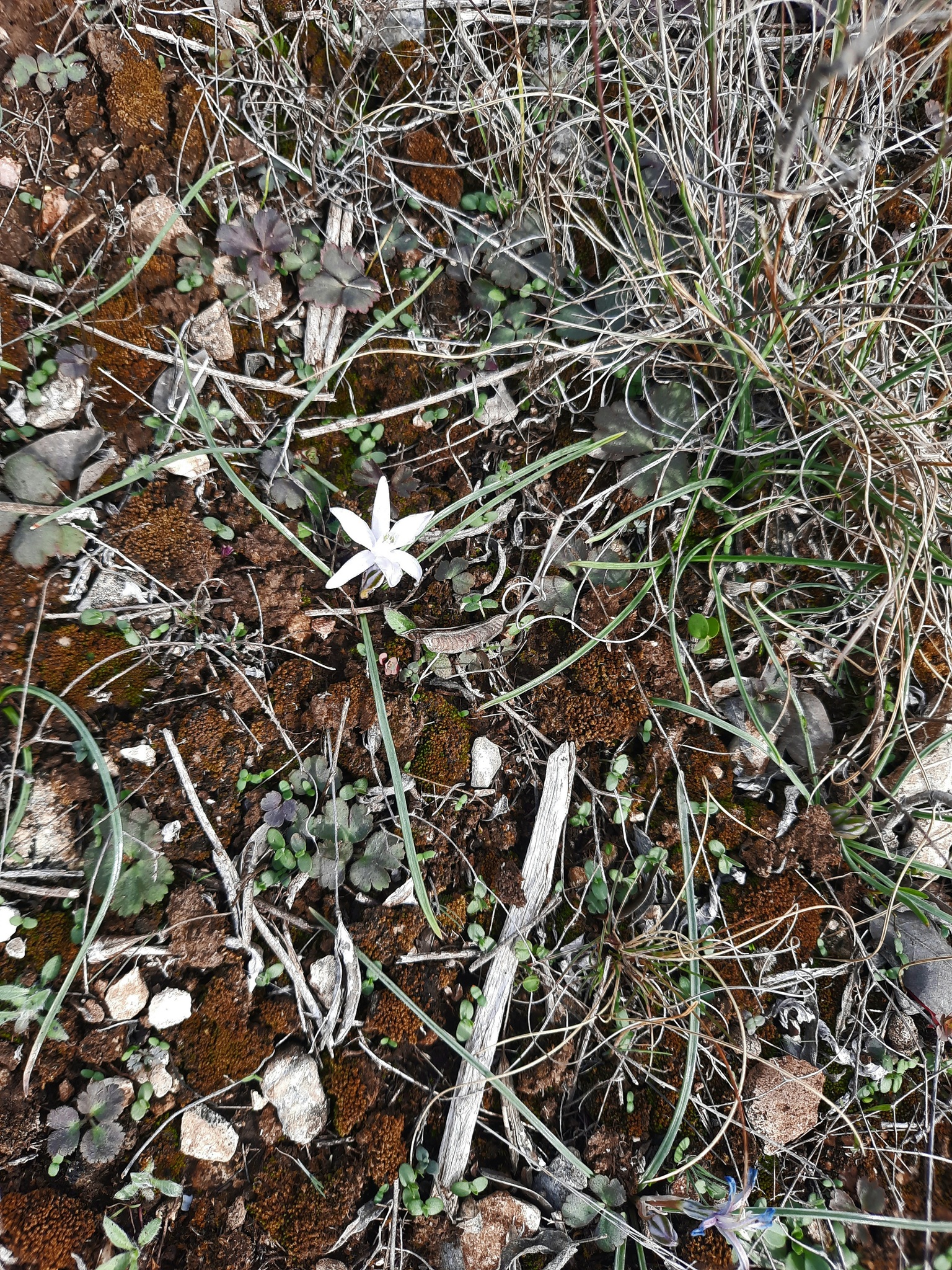 Androstephium coeruleum (Scheele) Greene
